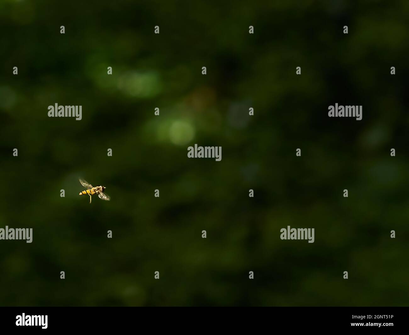 Sunlight motion hi-res stock photography and images - Alamy
