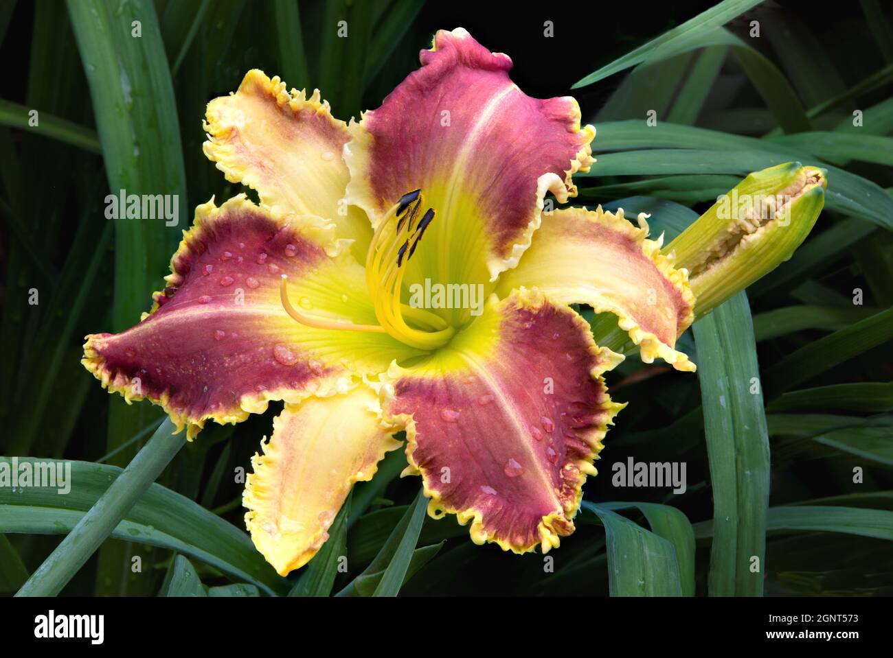Toothy edges hi-res stock photography and images - Alamy