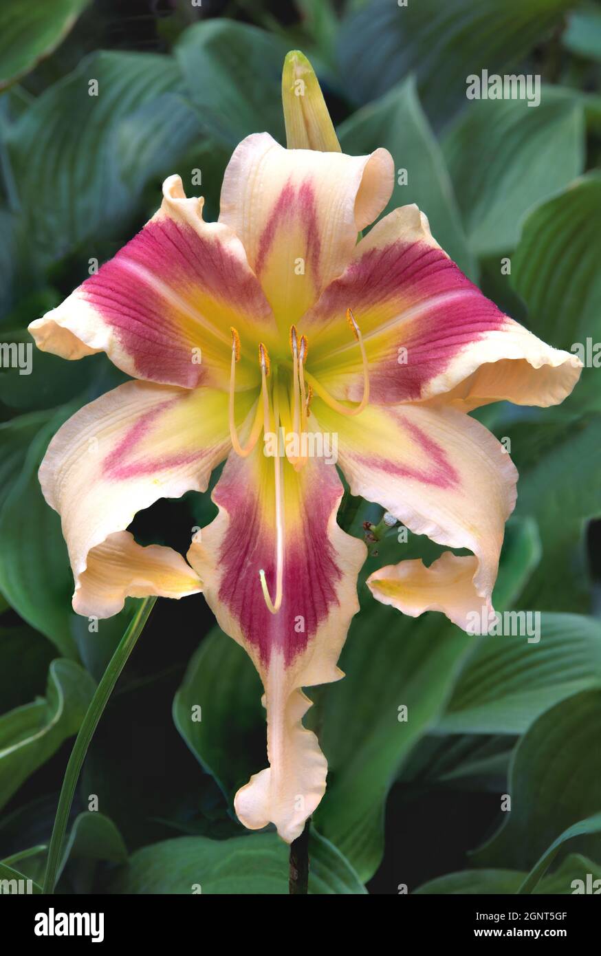 Stunning closeup of colorful daylily blossom with vibrant red and ...