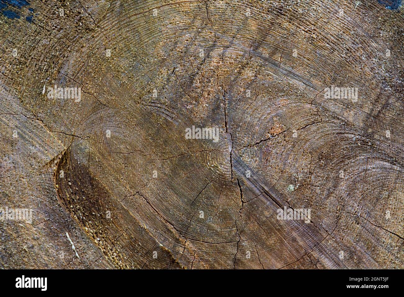 Cross section tree log hi-res stock photography and images - Alamy