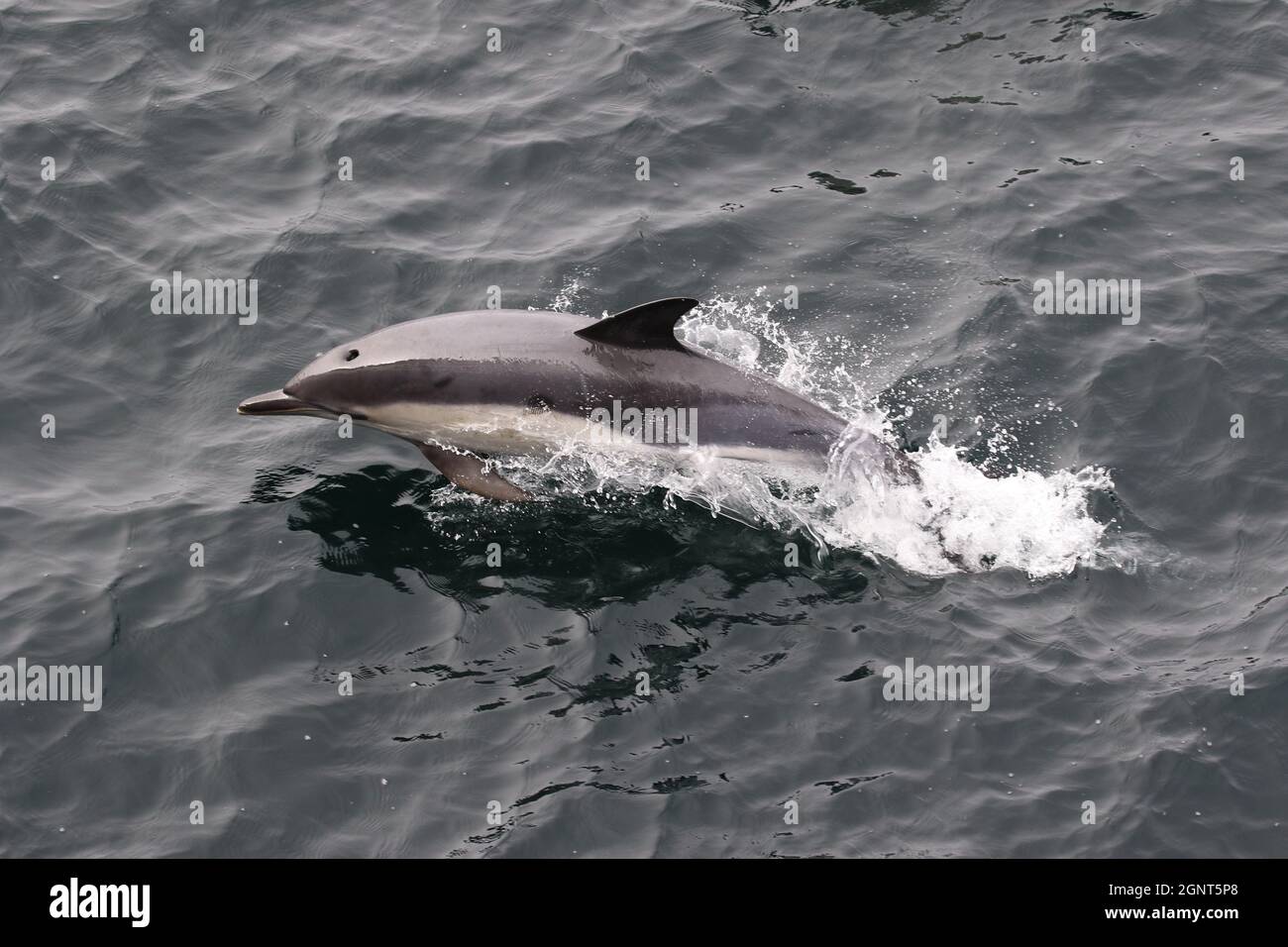 Sequence 5 - Common Dolphin leaping in UK waters Stock Photo - Alamy
