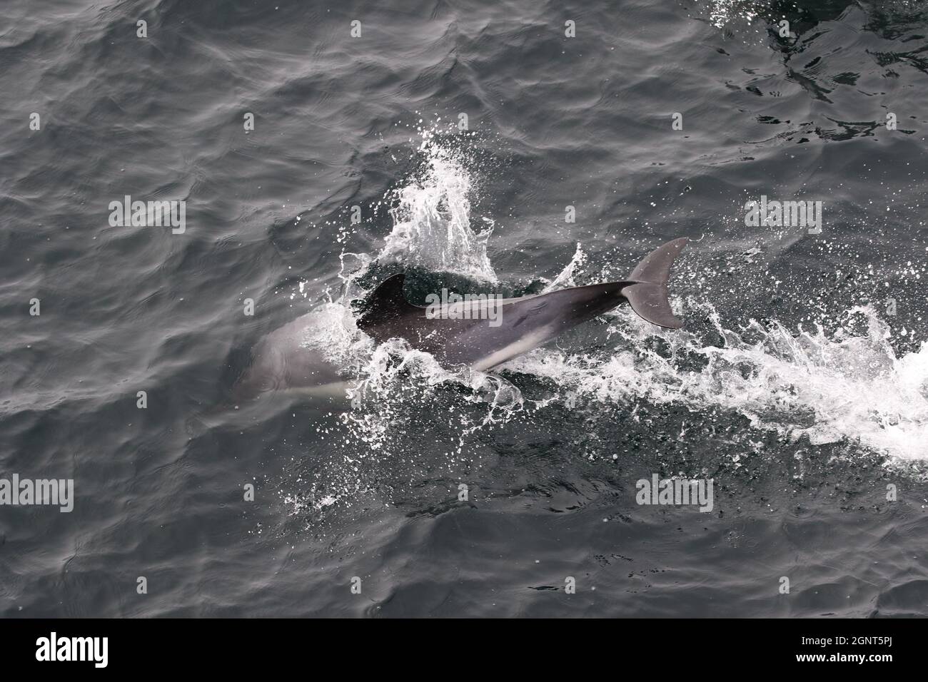 Sequence 5 - Common Dolphin leaping in UK waters Stock Photo - Alamy