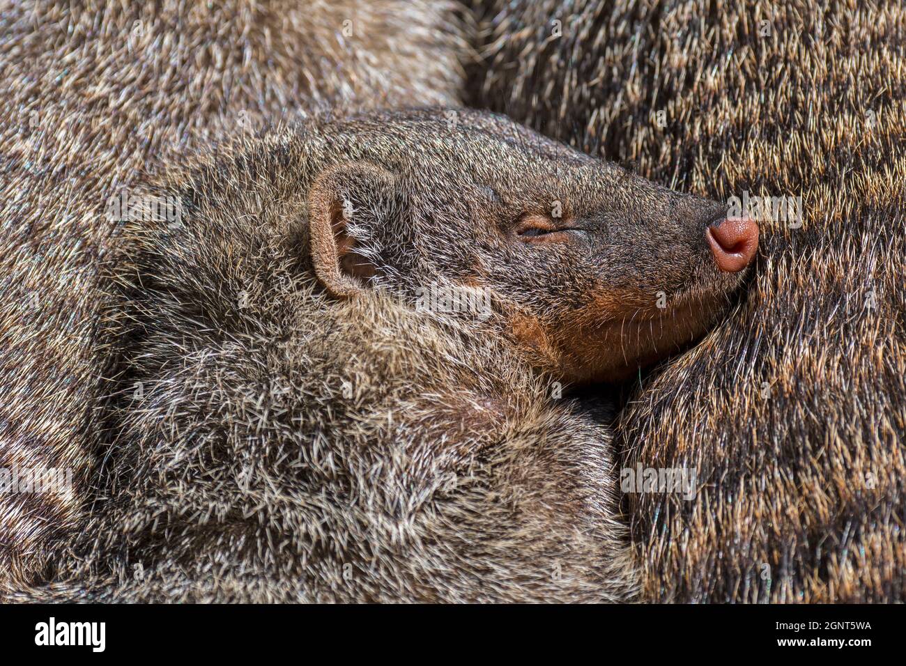 Snuggling banded mongooses (Mungos mungo) sleeping / resting huddled ...