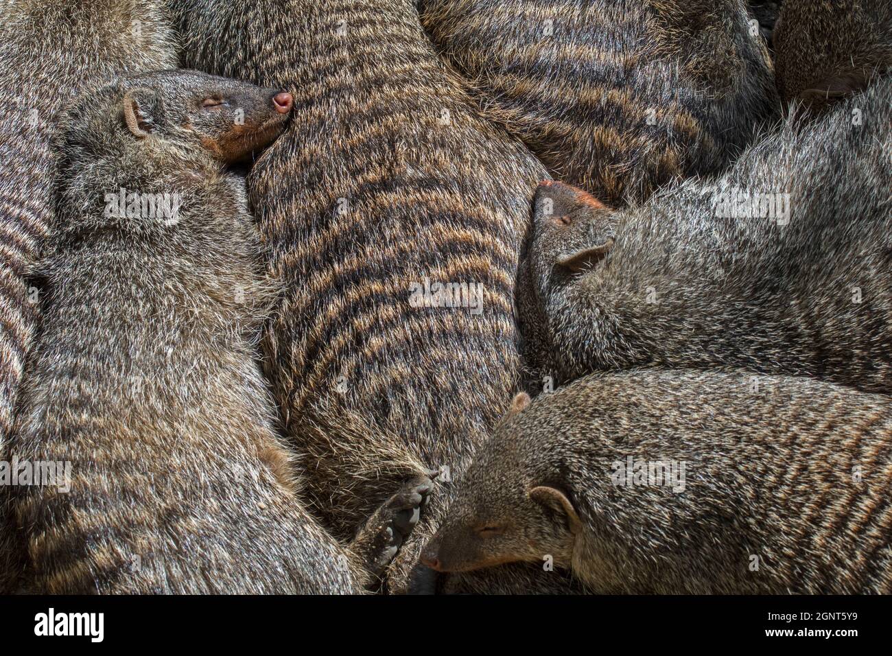 Snuggling banded mongooses (Mungos mungo) sleeping / resting huddled ...
