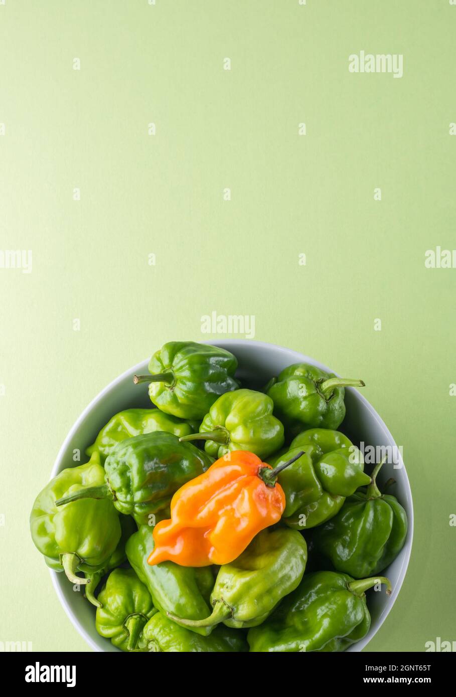 habanero chili peppers, ripe and unripe hot variety of capsicum ...