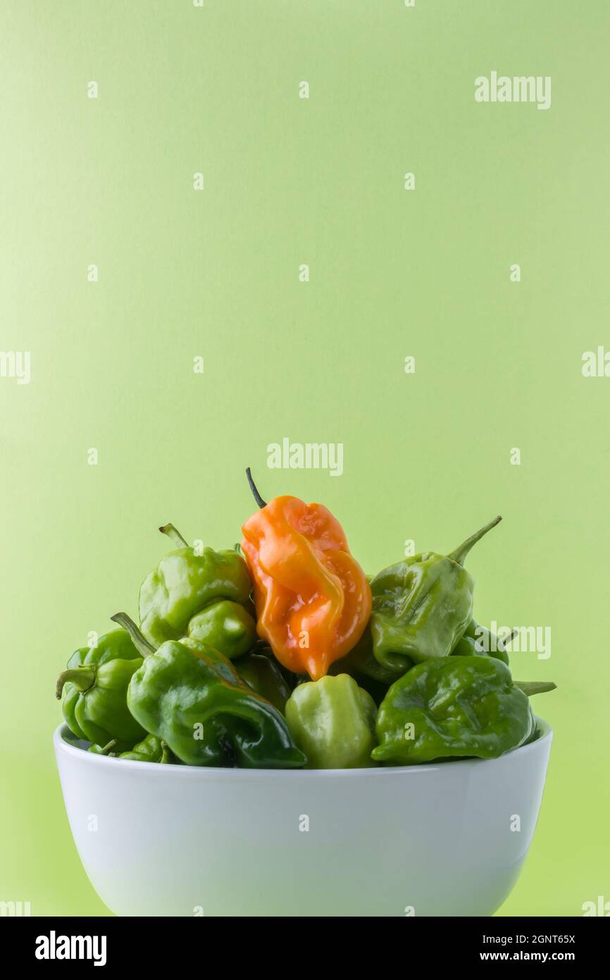 habanero chili peppers, ripe and unripe hot variety of capsicum ...