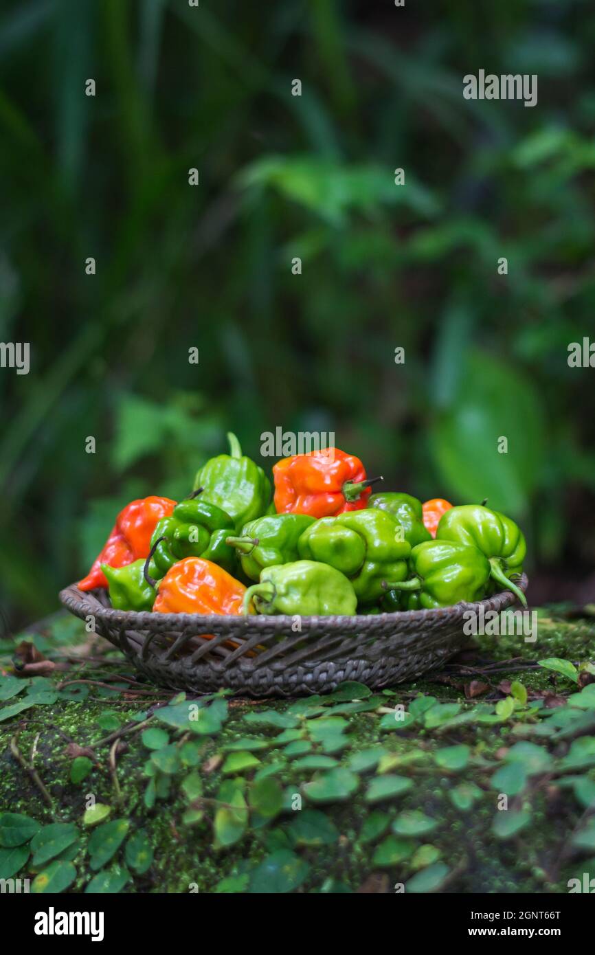 habanero chili peppers, ripe and unripe hot variety of capsicum ...