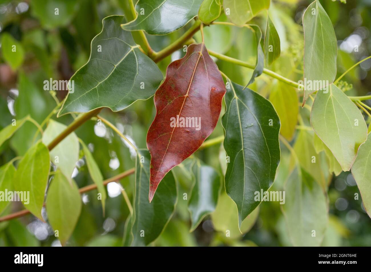 Tropical cinnamomum tree hi-res stock photography and images - Alamy