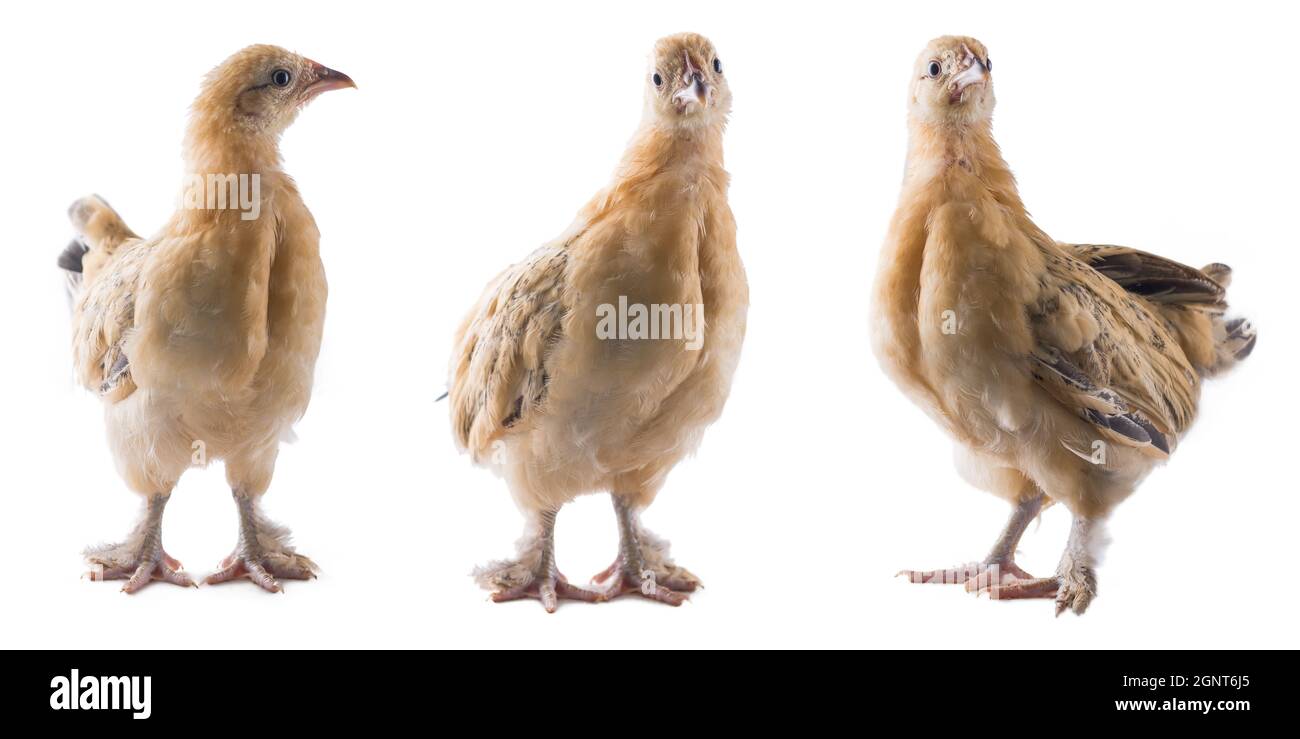 set of young bantam chicken, small variety of fowl, yellow ornamental ...