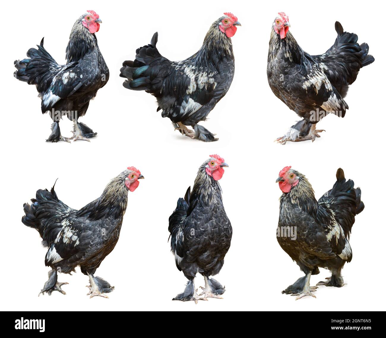 bantam rooster, set of small variety of fowl, black and white with ...