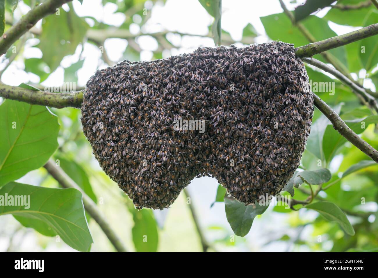 Honeycomb On Tree