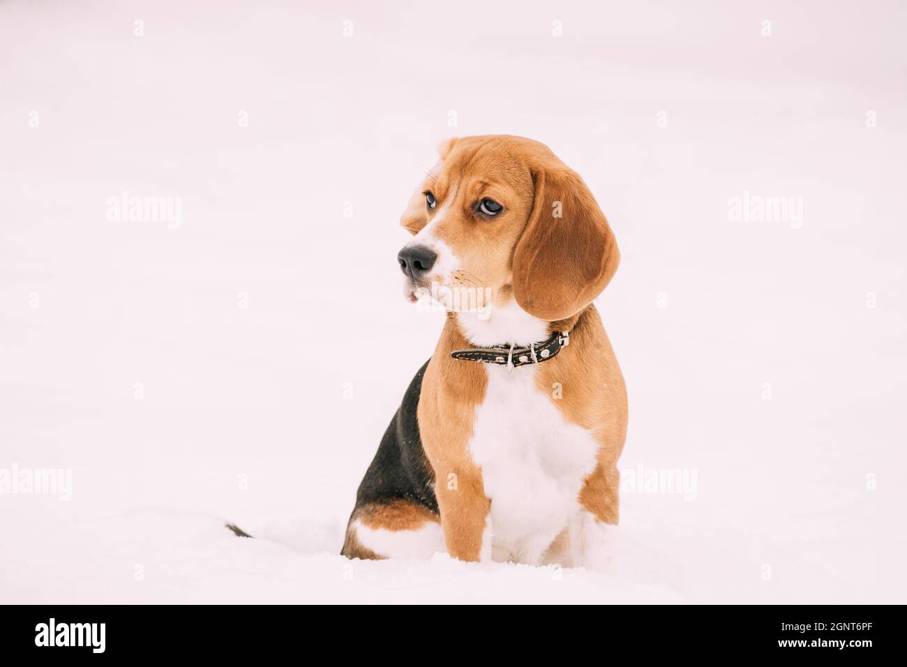 Sad Puppy Of English Beagle Sitting In Snow At Winter Day. Beagle Is A ...