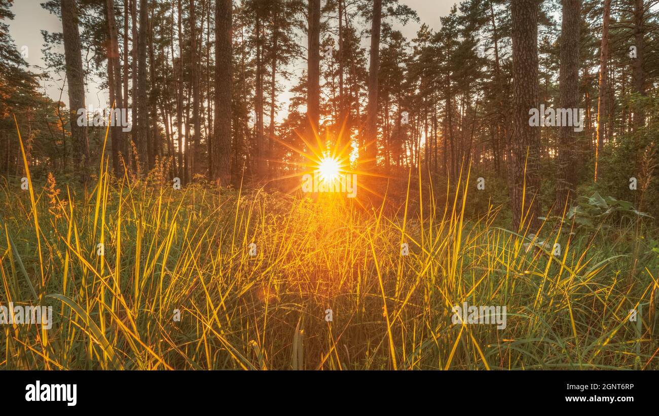 Beautiful Sunset Sunrise Sun Sunshine Through Green Grass In Sunny ...