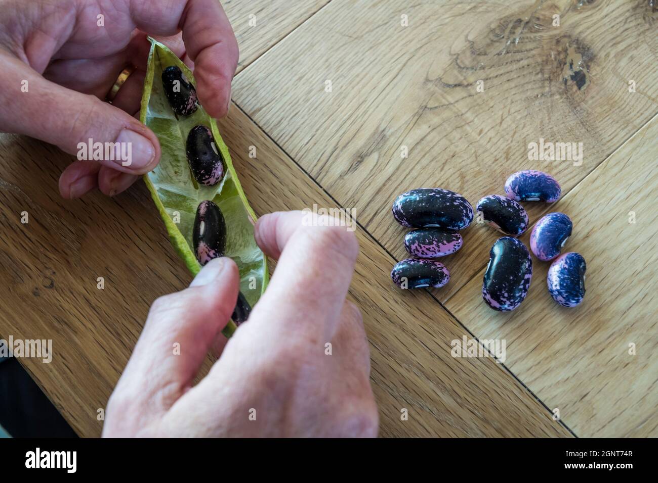 Woman saving runner beans, Phaseolus coccineus, to use as seed next ...