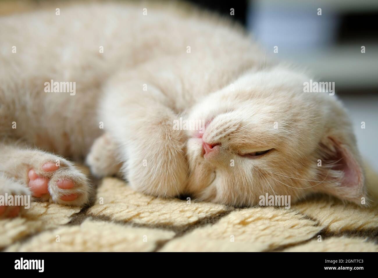 portrait of a cute shorthair kitten napping in a funny position Stock ...