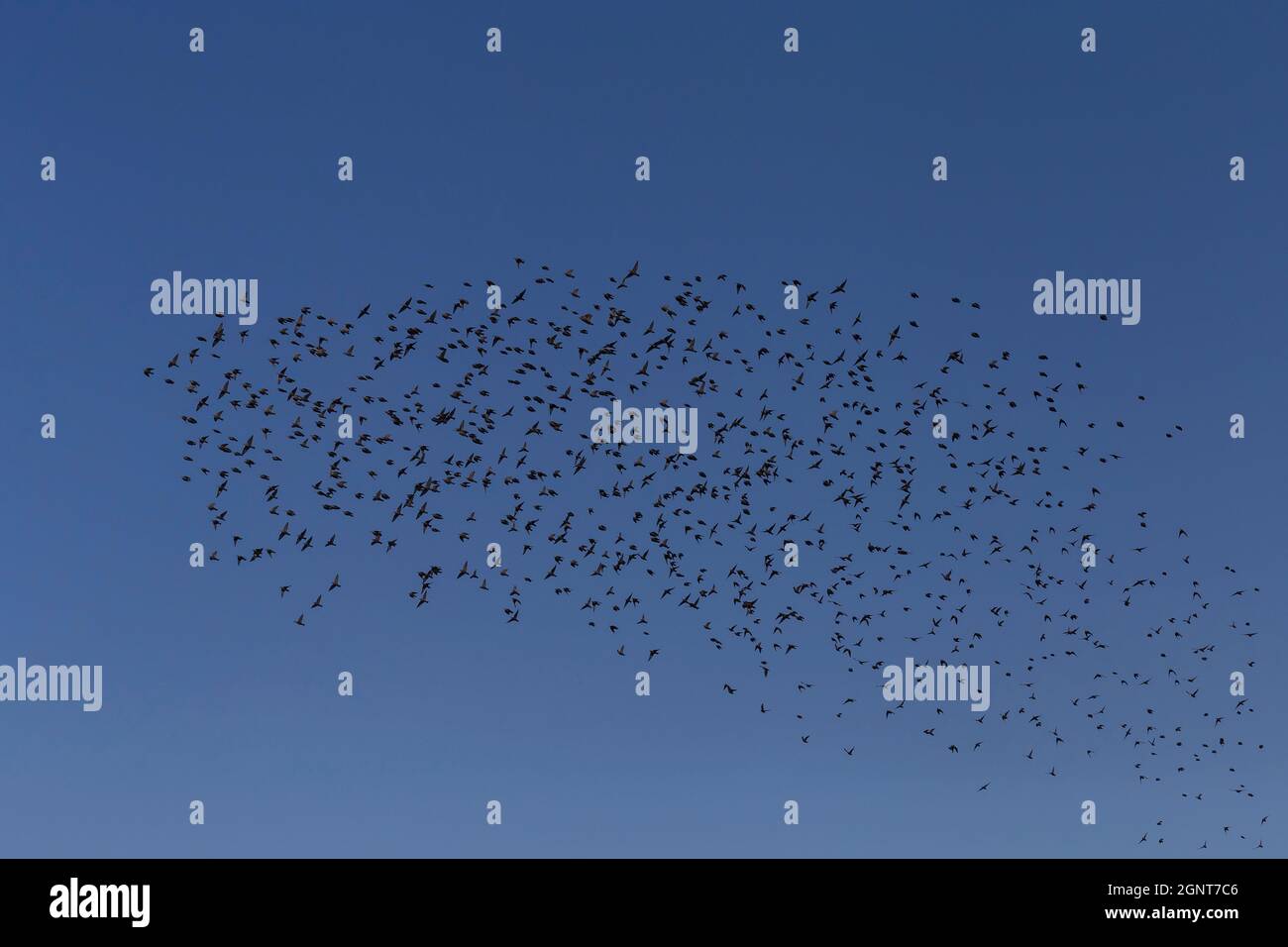view on big flock of starlings flying in a blue sky Stock Photo - Alamy