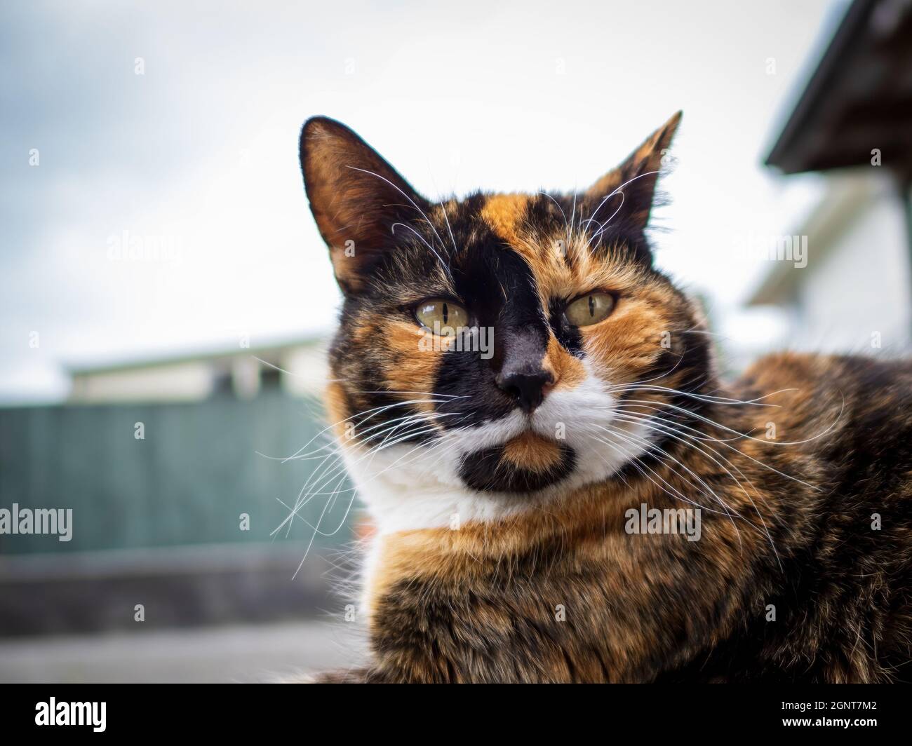 Tortoiseshell color hi-res stock photography and images - Alamy