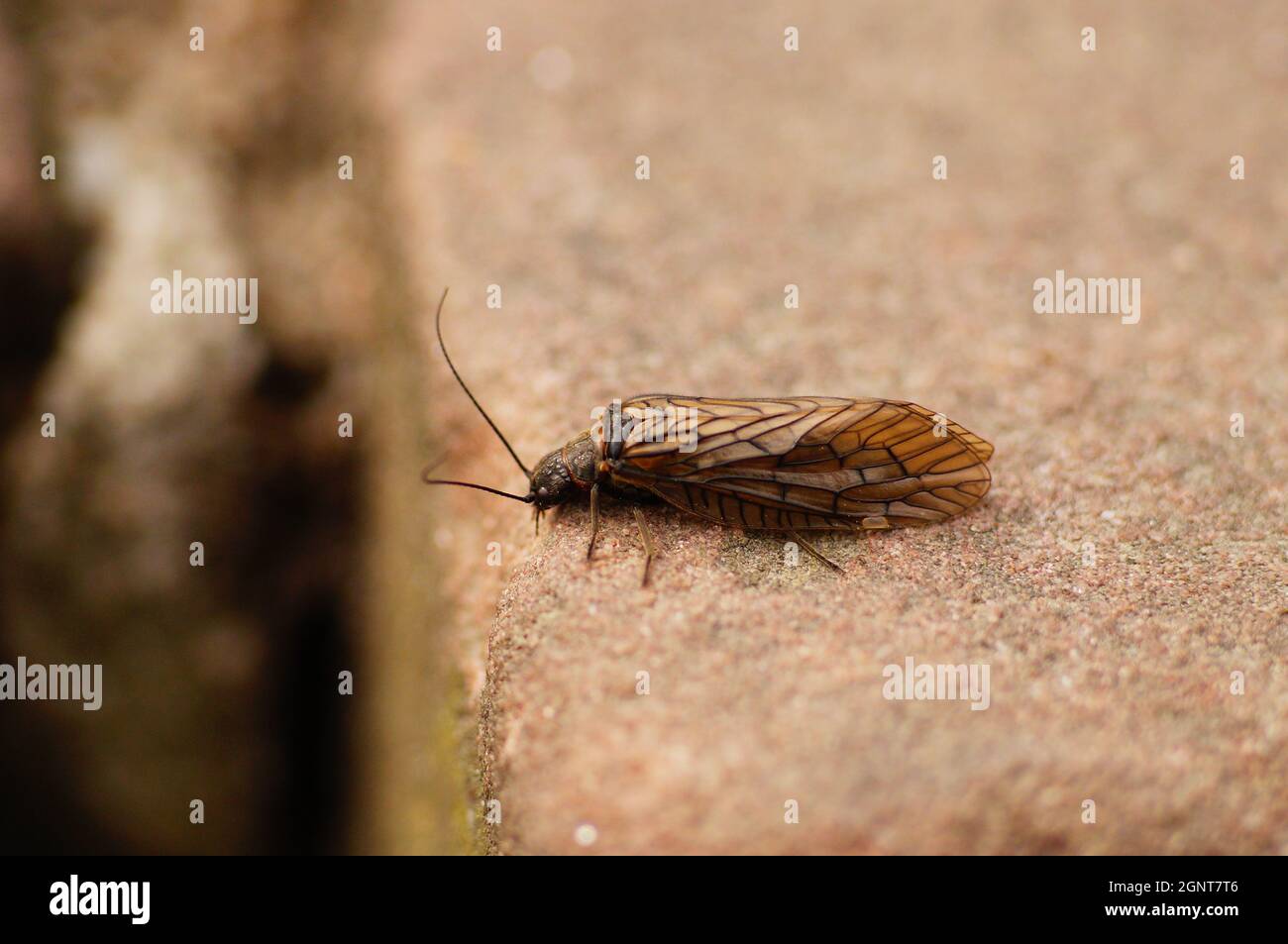 Alderfly megaloptera sialis lutaria hi-res stock photography and images ...
