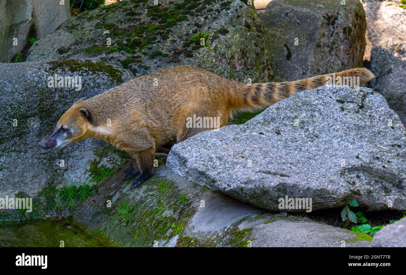 South American coati or ring-tailed coati (Nasua nasua Stock Photo - Alamy