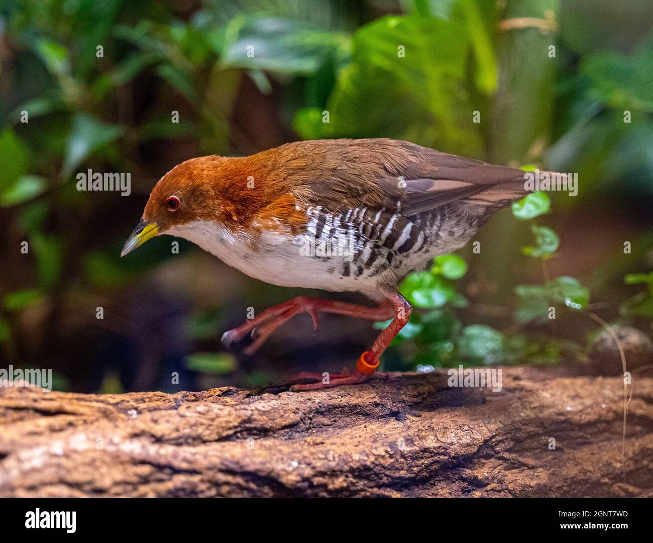 Laterallus leucopyrrhus hi-res stock photography and images - Alamy