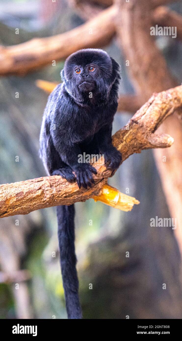 Goeldi‘s marmoset or Goeldi‘s monkey (Callimico goeldii), adult Stock ...