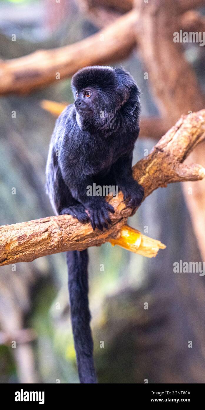 Goeldi‘s marmoset or Goeldi‘s monkey (Callimico goeldii), adult Stock ...