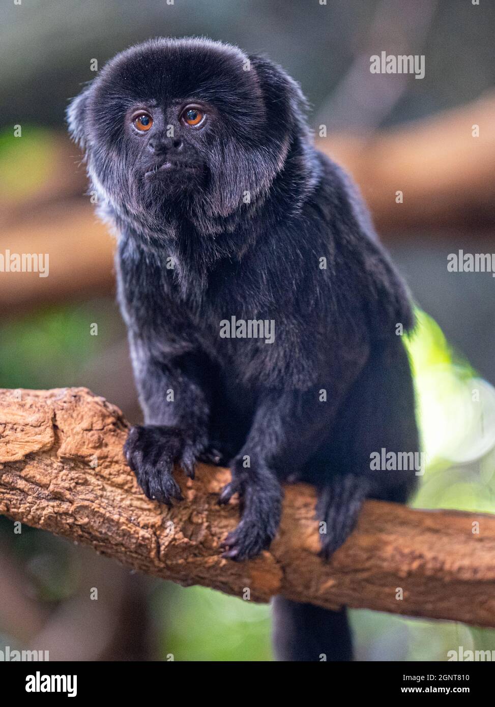 Goeldi‘s marmoset or Goeldi‘s monkey (Callimico goeldii), adult Stock ...