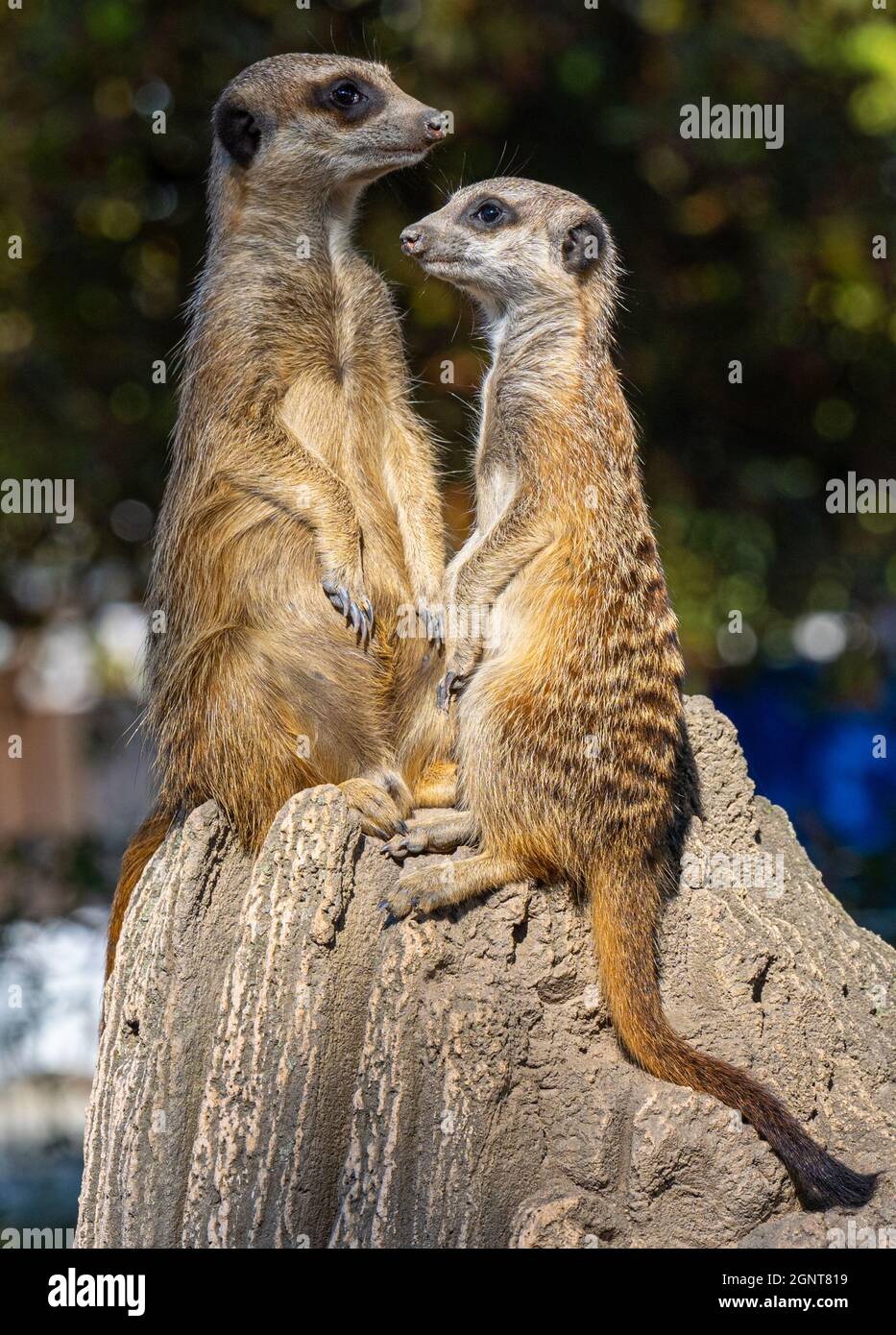 Meerkat or Suricate (Suricata suricatta) keeps watch on a stone Stock ...
