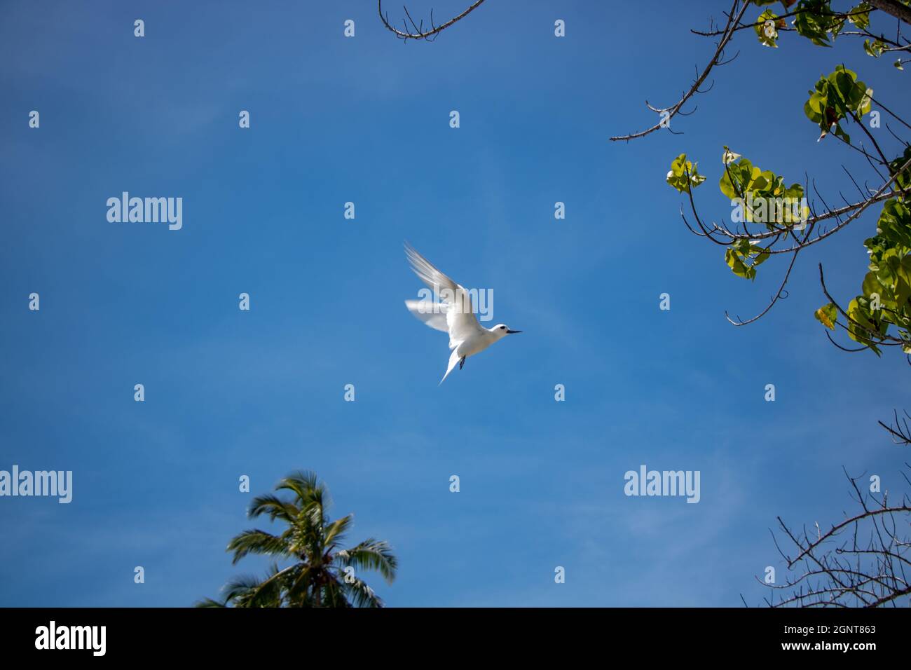 White Tern in FLight - Pictured White Terns (Dhon Dheeni in Addu ...