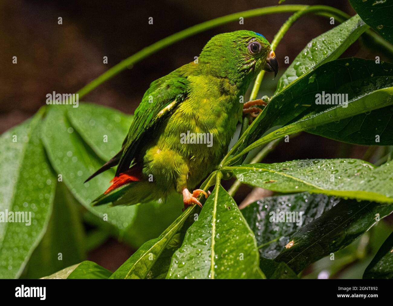 Blue-Crowned Hanging Parrot on Branch Stock Photo - Alamy