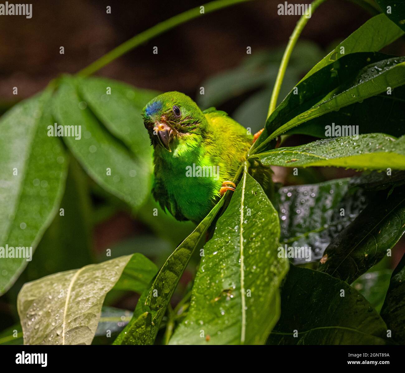 Blue-Crowned Hanging Parrot on Branch Stock Photo - Alamy