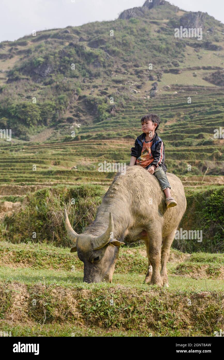 Child riding buffalo hi-res stock photography and images - Alamy