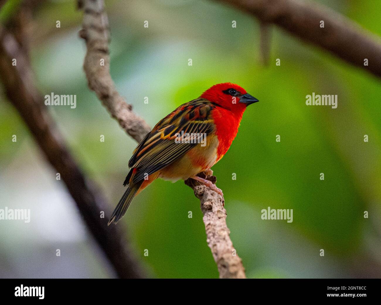Red fody (Foudia madagascariensis) perched on a branch Stock Photo - Alamy