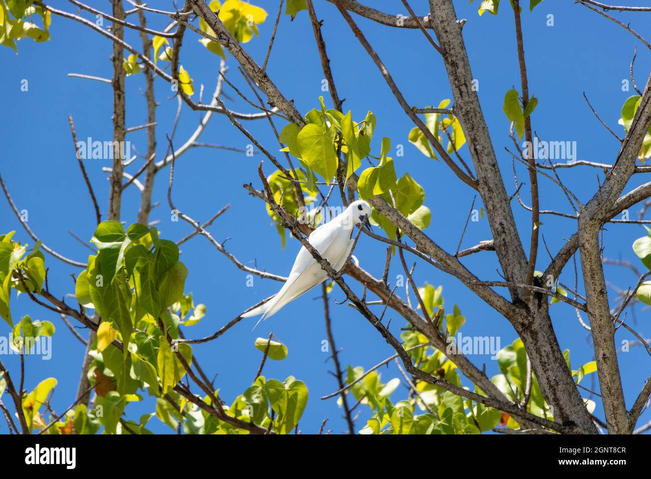 White Tern in FLight - Pictured White Terns (Dhon Dheeni in Addu ...