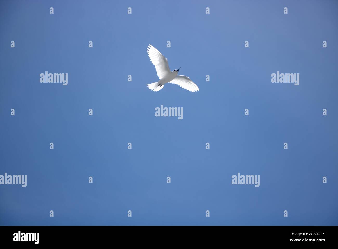 White Tern in FLight - Pictured White Terns (Dhon Dheeni in Addu ...