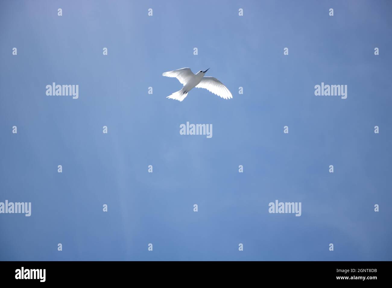 White Tern in FLight - Pictured White Terns (Dhon Dheeni in Addu ...