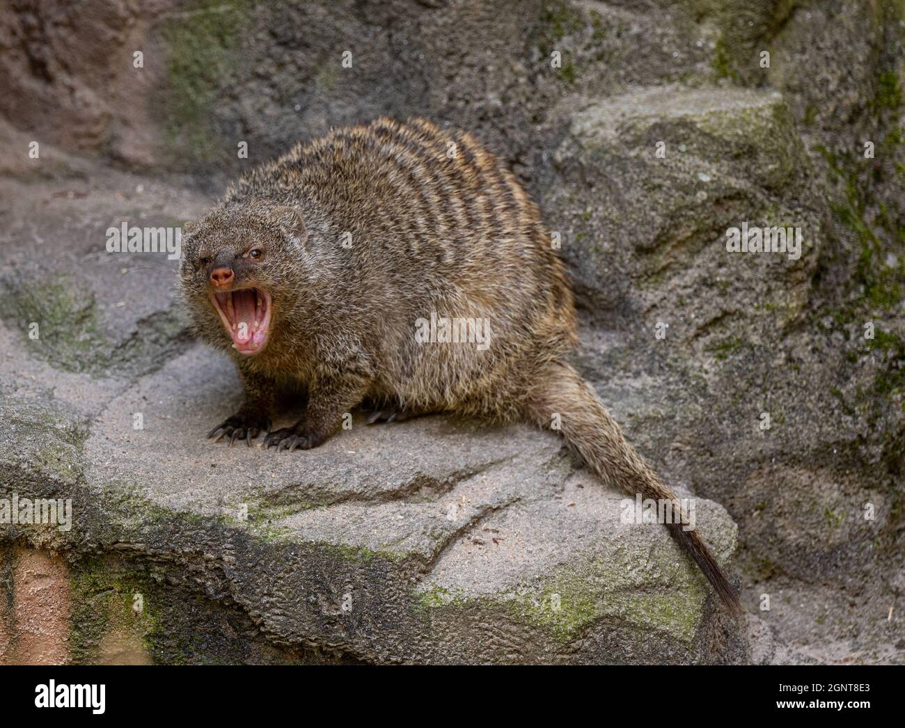 Banded mongoose mungos mungo feeding hi-res stock photography and ...