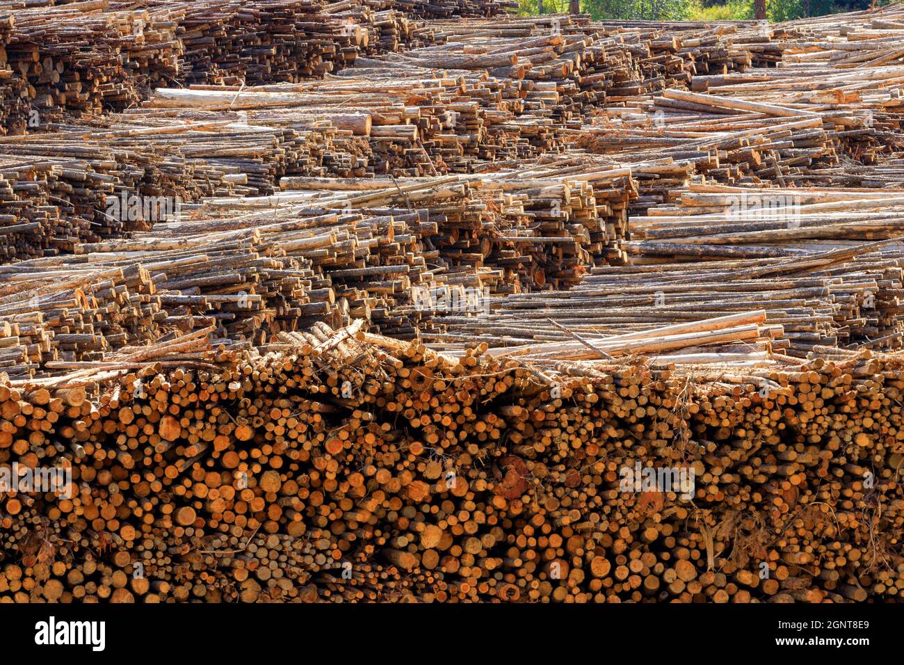 Logging industry canada logs hi-res stock photography and images - Alamy