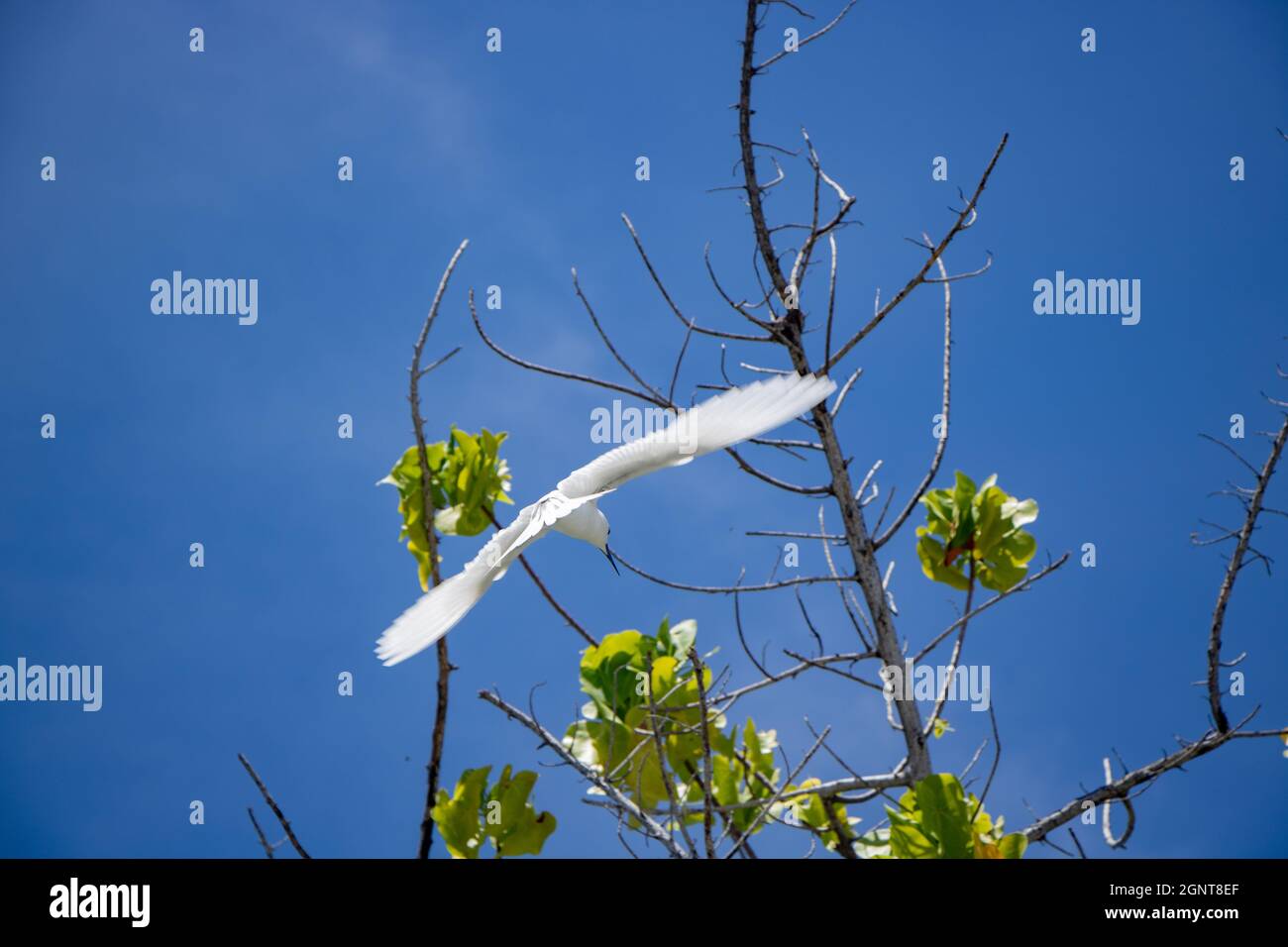 White Tern in FLight - Pictured White Terns (Dhon Dheeni in Addu ...