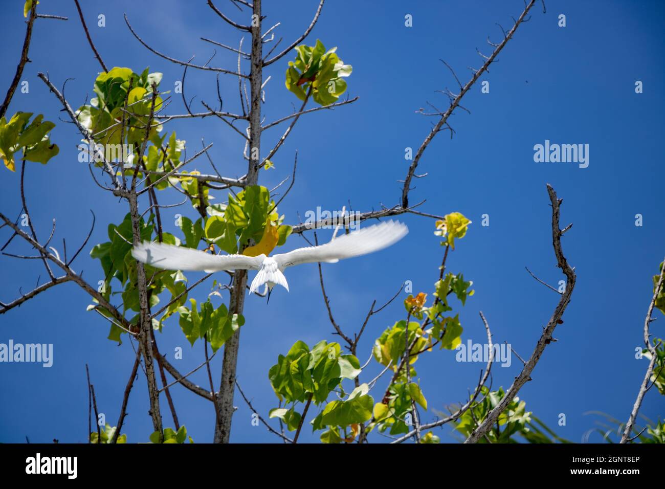 White Tern in FLight - Pictured White Terns (Dhon Dheeni in Addu ...
