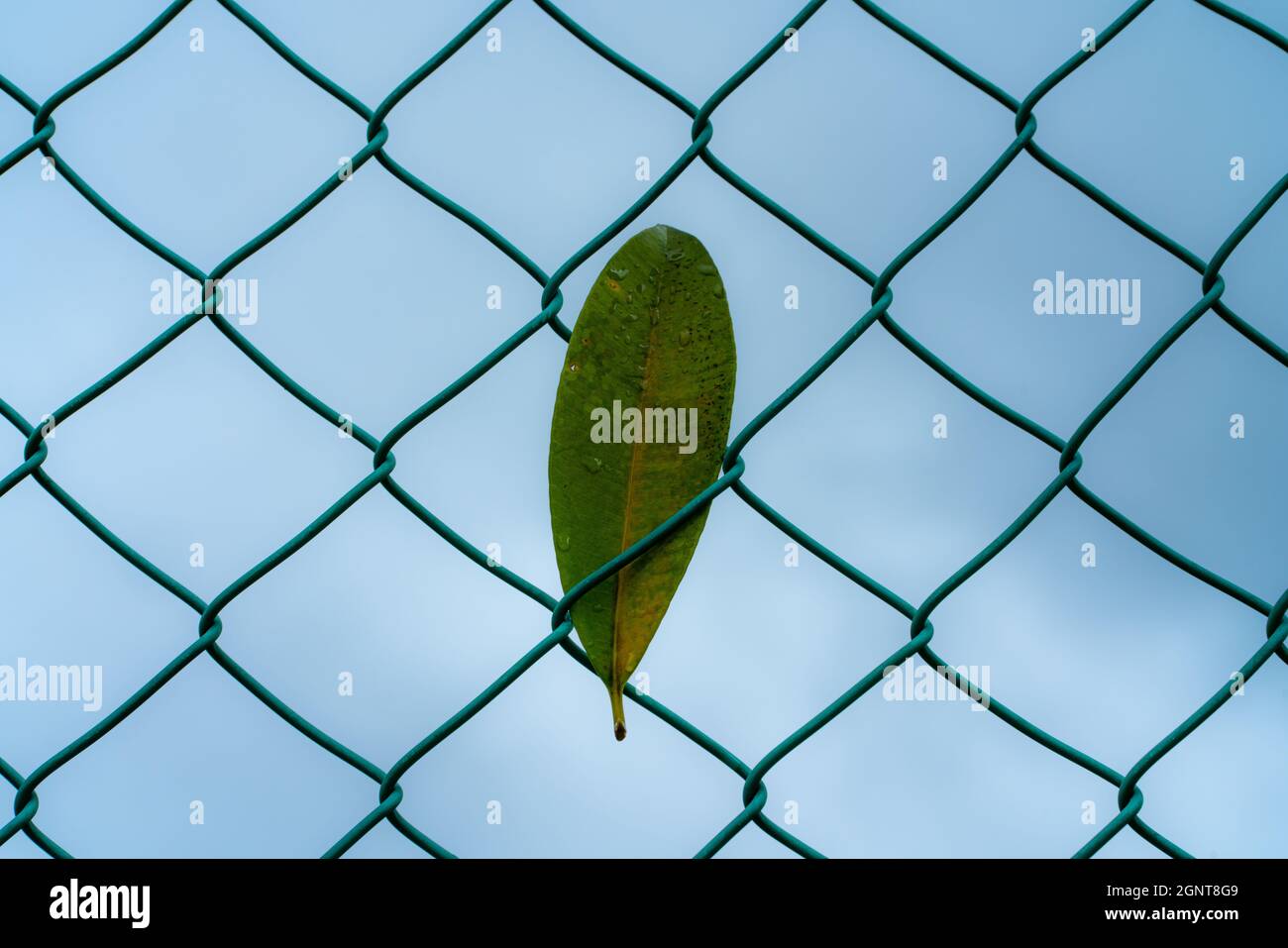 Green leaf on a wire mesh fence Stock Photo - Alamy