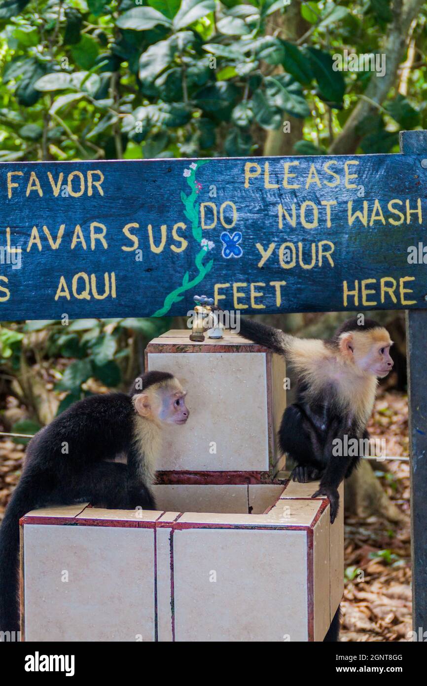 White-headed capuchin monkeys Cebus capucinus drink from a tap in ...