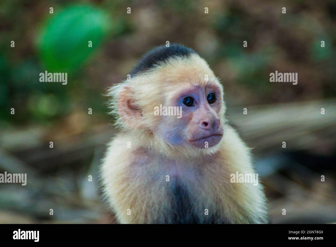 White-headed capuchin monkey Cebus capucinus in National Park Manuel ...