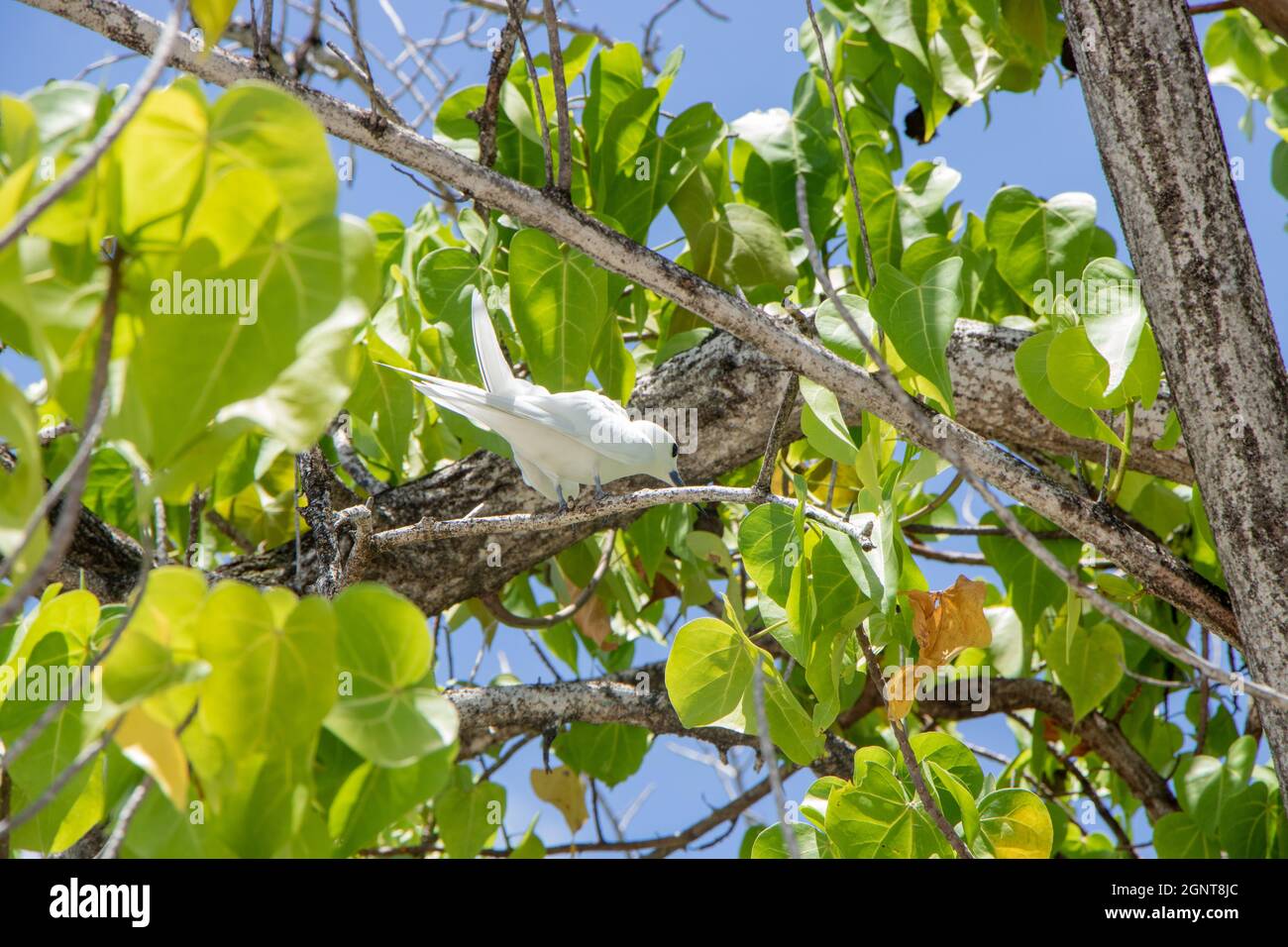White Tern in FLight - Pictured White Terns (Dhon Dheeni in Addu ...
