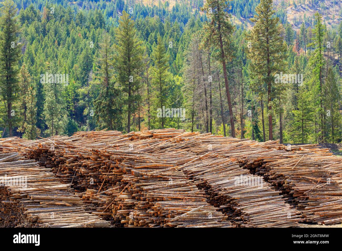 Logging industry canada logs hi-res stock photography and images - Alamy