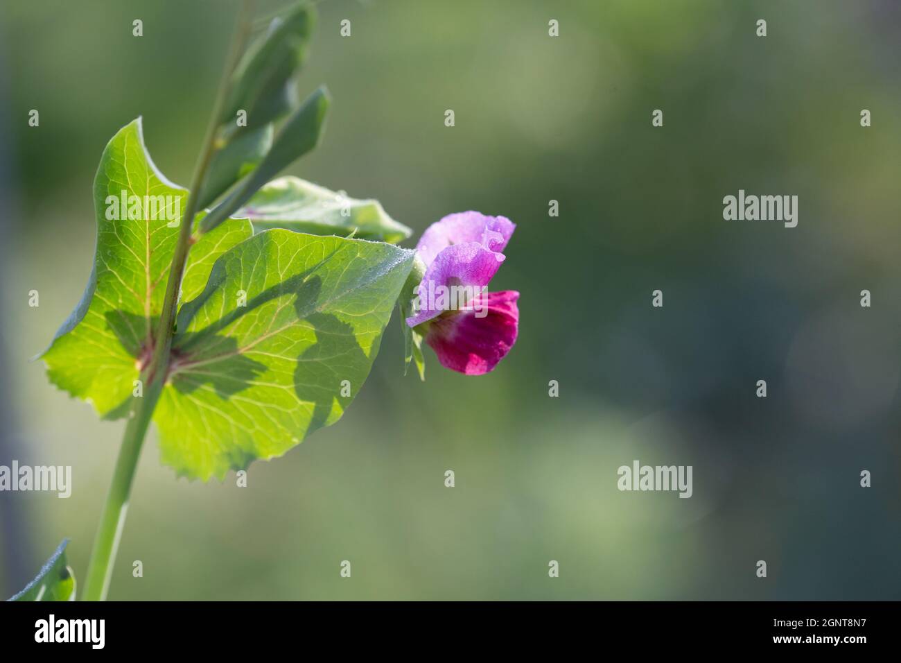 purple flower of an edible snap pea plant in a garden Stock Photo - Alamy