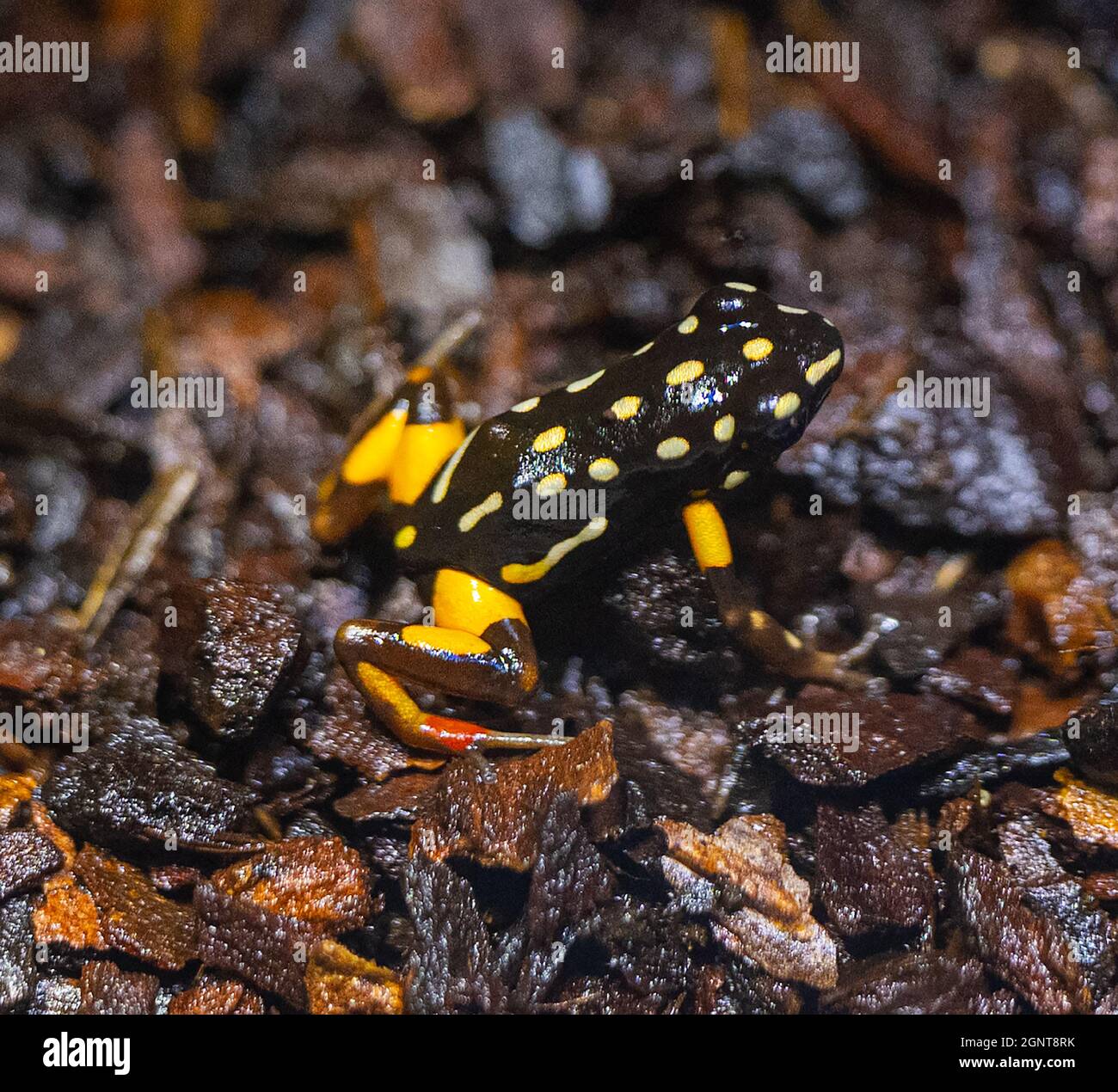 Brazil nut poison frog hi-res stock photography and images - Alamy