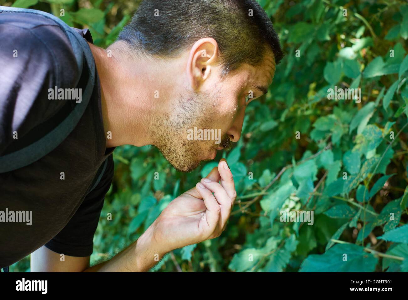 Adult Hispanic man eating ripe blackberries from a bush in a forest ...