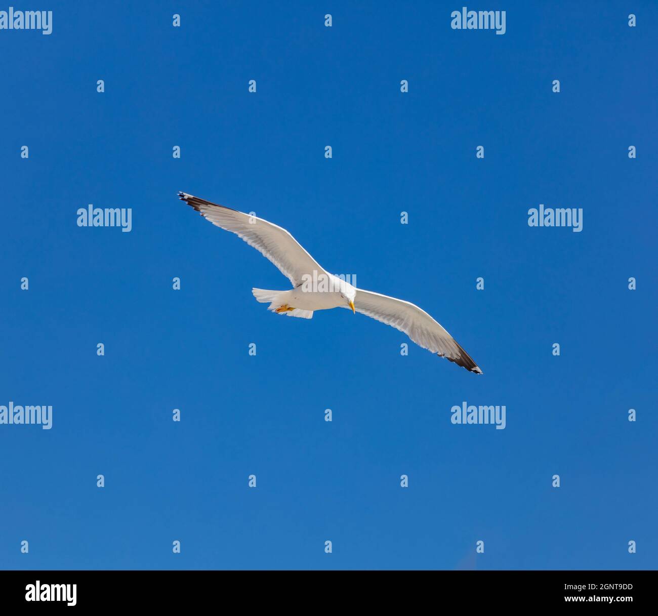 Sea gull , open wings flying on clear blue sky background. European ...
