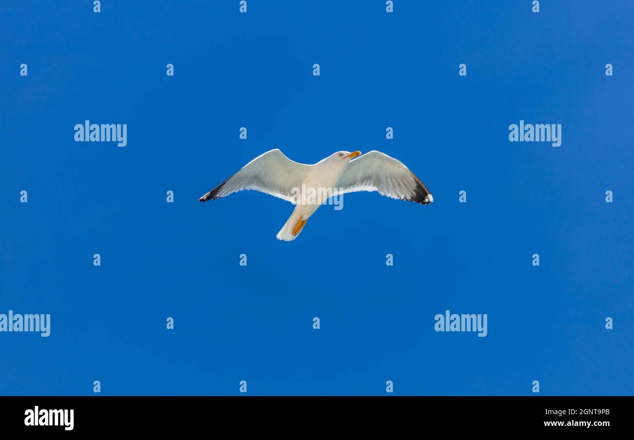 Sea gull , open wings flying on clear blue sky background. European ...